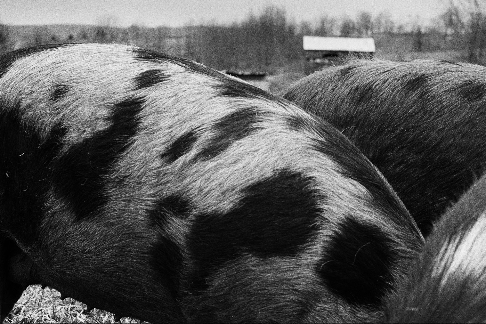Animal – Madeline Cottingham Simon Photography